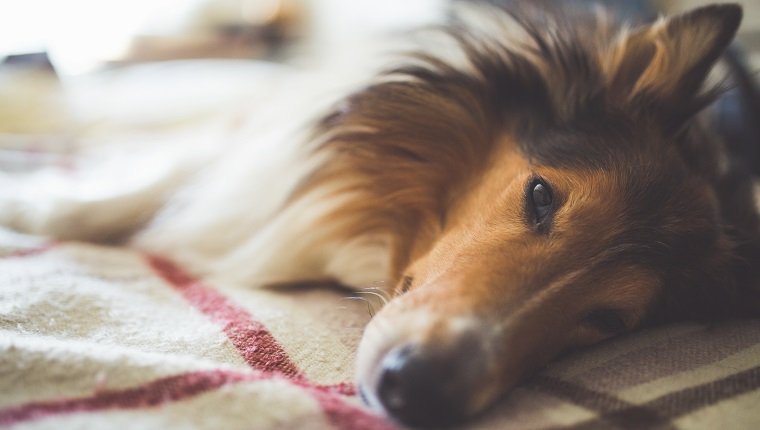 Metronidazole For Dogs: Uses, Dosage, And Side Effects - DogTime