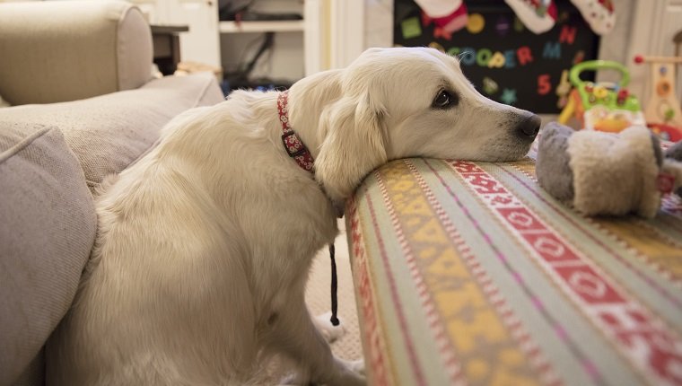 Arthritis & Osteoarthritis in Dogs: Causes, Symptoms, & Treatments