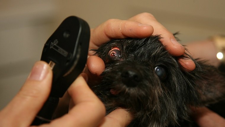 Pink Eye (Conjunctivitis) In Dogs: Causes, Symptoms, And Treatment ...