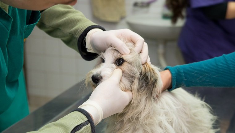 Pink Eye (Conjunctivitis) In Dogs: Causes, Symptoms, And Treatment ...