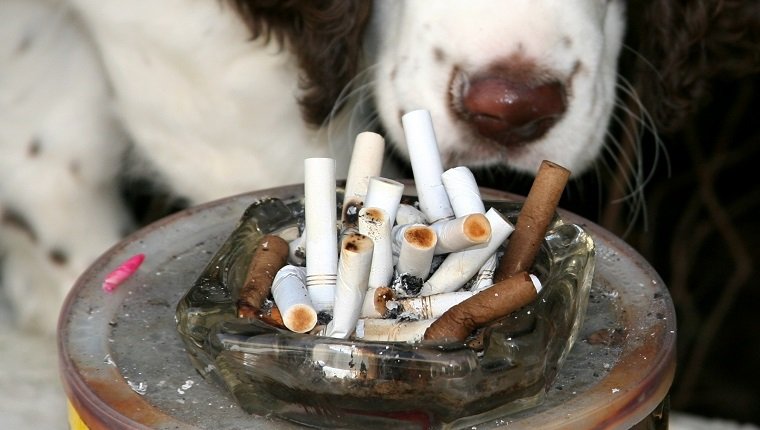 Pneumonia In Dogs: Symptoms, Causes, And Treatments - DogTime