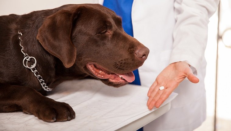 Prednisone & Prednisolone For Dogs: Uses, Dosage, & Side Effects - DogTime