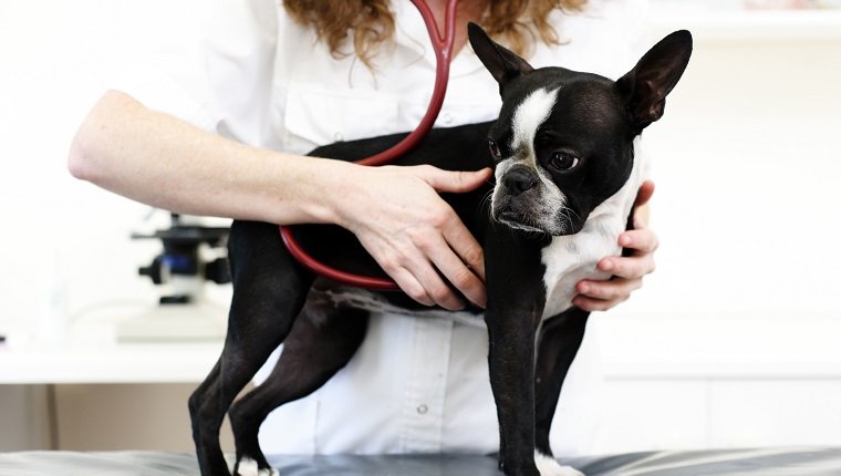 Tachycardia (Rapid Heart Rate) In Dogs: Symptoms, Causes, And ...