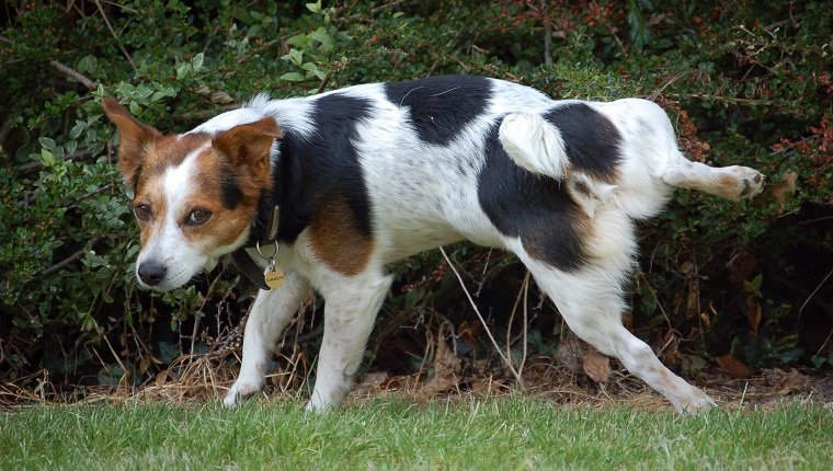 Urinary Tract Infection (UTI) In Dogs: Symptoms, Causes, And Treatments ...