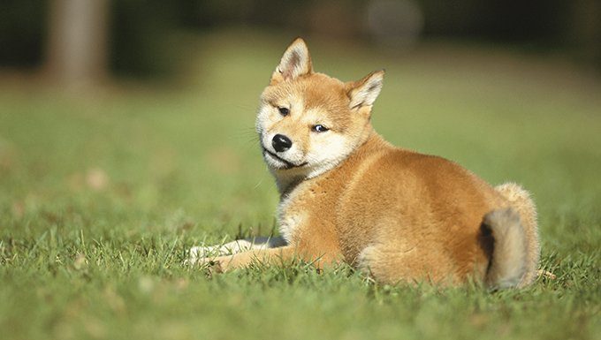 5 Reasons Your Dog Smells Bad - And What You Can Do About It! - DogTime