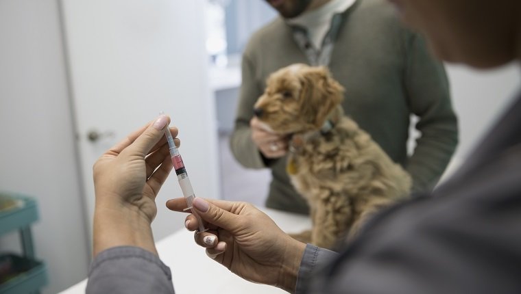 Triamcinolone Acetonide For Dogs: Uses, Dosage, & Side Effects - DogTime