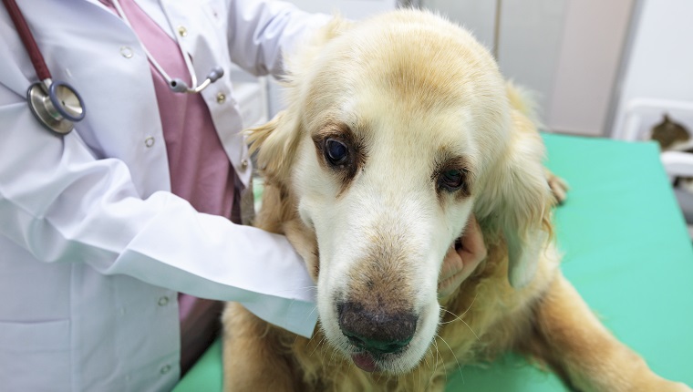 Triamcinolone Acetonide For Dogs: Uses, Dosage, & Side Effects - DogTime