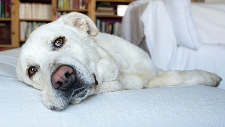 Triamcinolone Acetonide For Dogs: Uses, Dosage, & Side Effects - DogTime