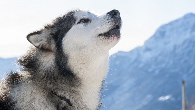 Alaskan Malamute Dog Breed Information & Characteristics