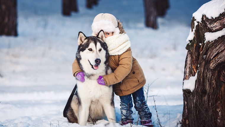 How School Kids Helped The Malamute Become Alaska’s Official State Dog ...