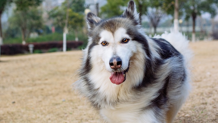 How School Kids Helped The Malamute Become Alaska’s Official State Dog ...