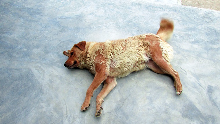 Alopecia (Hair Loss) In Dogs: Symptoms, Causes, And Treatments - DogTime