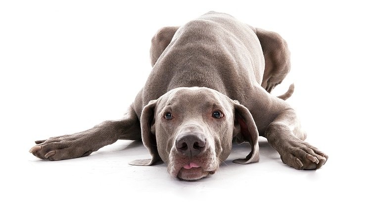 Ataxia (Loss Of Balance) In Dogs: Symptoms, Causes, And Treatments ...