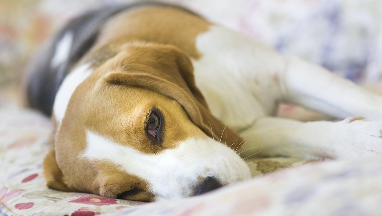 Ataxia (Loss Of Balance) In Dogs: Symptoms, Causes, And Treatments ...