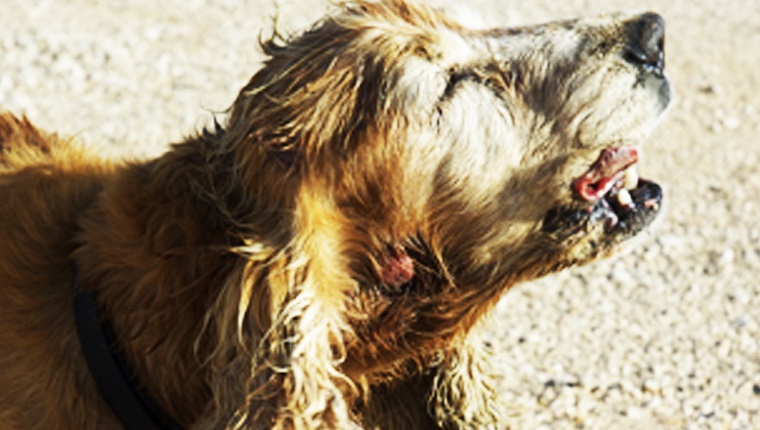 Basal Cell Carcinoma In Dogs: Symptoms, Causes, & Treatments - DogTime