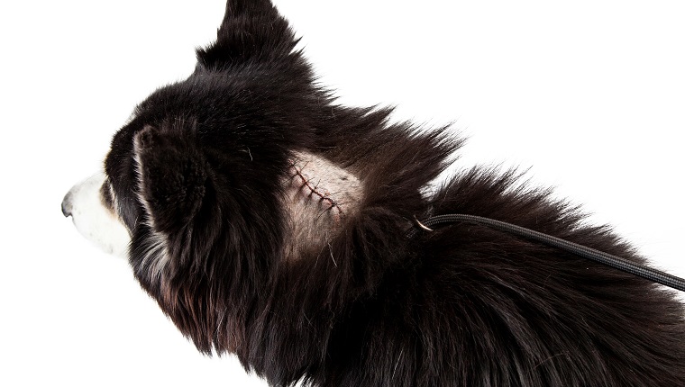 Basal Cell Carcinoma In Dogs: Symptoms, Causes, & Treatments - DogTime