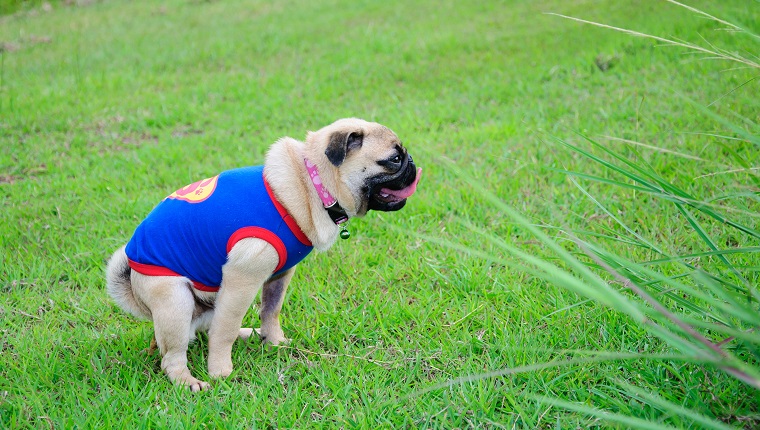 Mucus Or Blood In Dog's Stool Or Blood In Urine: What Does It Mean ...