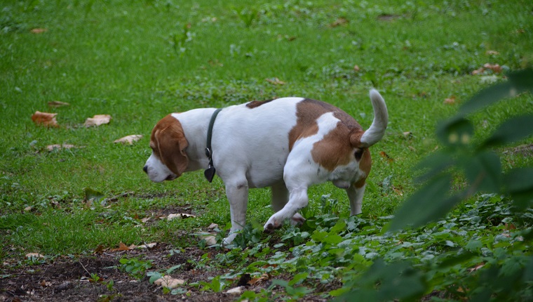 Mucus Or Blood In Dog's Stool Or Blood In Urine: What Does It Mean ...