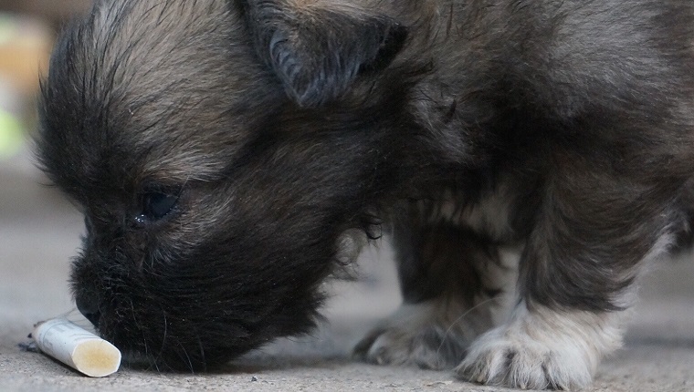 Bronchitis In Dogs: Symptoms, Causes, & Treatments - DogTime