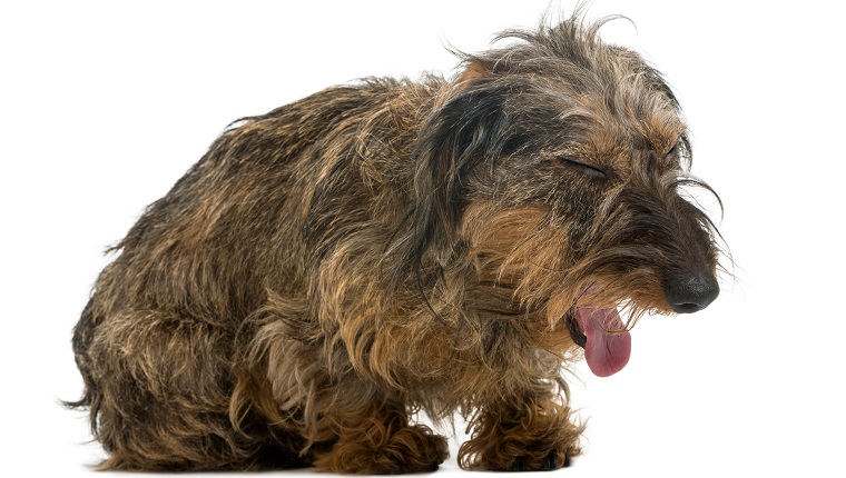 Bronchitis In Dogs: Symptoms, Causes, & Treatments - DogTime