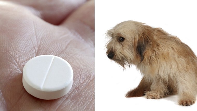 Buspirone For Dogs: Uses, Dosage, And Side Effects - DogTime