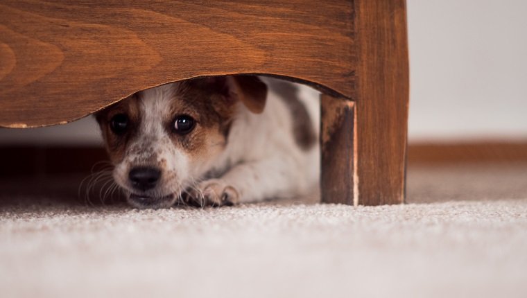 Buspirone For Dogs: Uses, Dosage, And Side Effects - DogTime