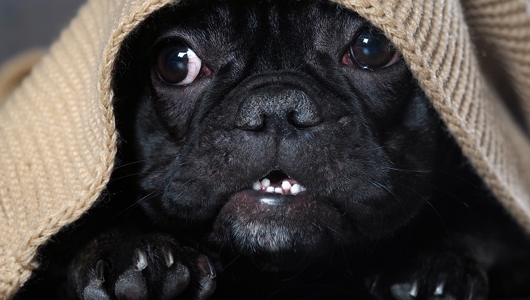 Buspirone For Dogs: Uses, Dosage, And Side Effects - DogTime