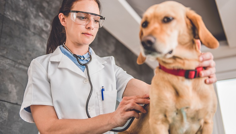 Buspirone For Dogs: Uses, Dosage, And Side Effects - DogTime