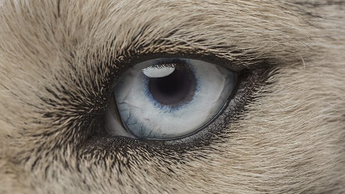 Dog Vision: Can Dogs See Color Or In The Dark? - DogTime
