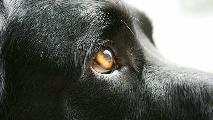 Dog Vision: Can Dogs See Color Or In The Dark? - DogTime