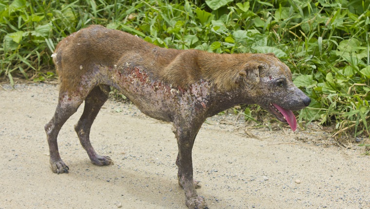 Is The Chupacabra Just A Dog?