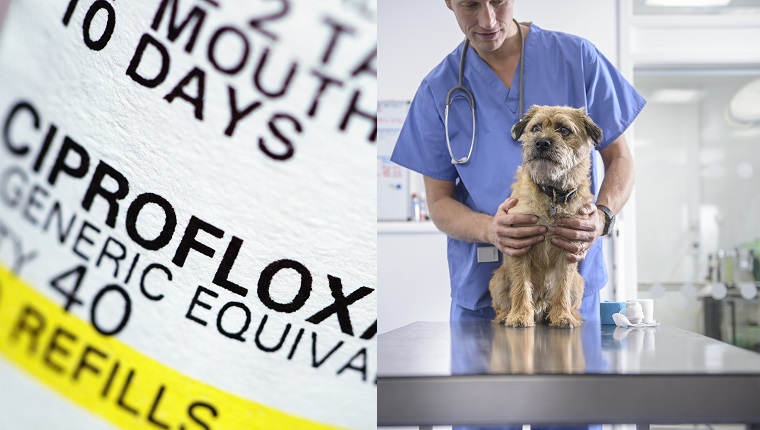 Ciprofloxacin For Dogs: Uses, Dosage, And Side Effects - DogTime