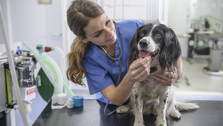 Ciprofloxacin For Dogs: Uses, Dosage, And Side Effects - DogTime