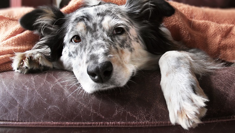 Ciprofloxacin For Dogs: Uses, Dosage, And Side Effects - DogTime