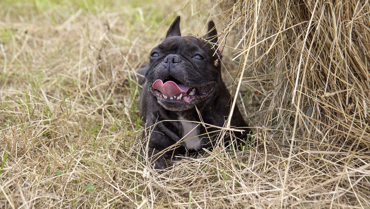 Dehydration In Dogs: Symptoms, Causes, & Treatment - DogTime