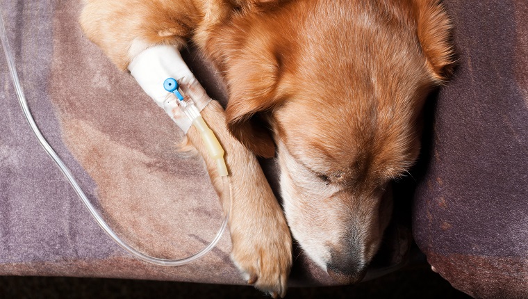 Dehydration In Dogs: Symptoms, Causes, & Treatment - DogTime