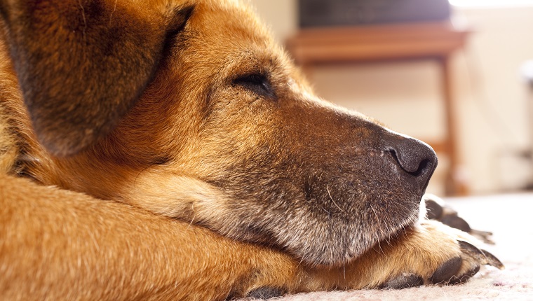 Dexamethasone For Dogs: Uses, Dosage, & Side Effects - DogTime