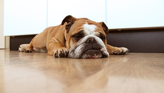 Do Dogs Dream? If So, What Do Dogs Dream About? - DogTime