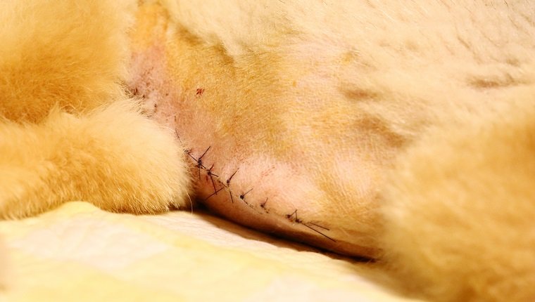 Hernias In Dogs: Types, Symptoms, & Treatments - DogTime