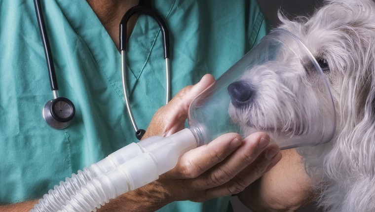 Emphysema In Dogs: Symptoms, Causes, And Treatments - DogTime