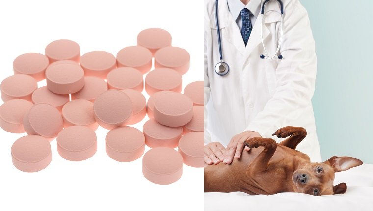 Famotidine (Pepcid) For Dogs: Uses, Dosage, And Side Effects - DogTime