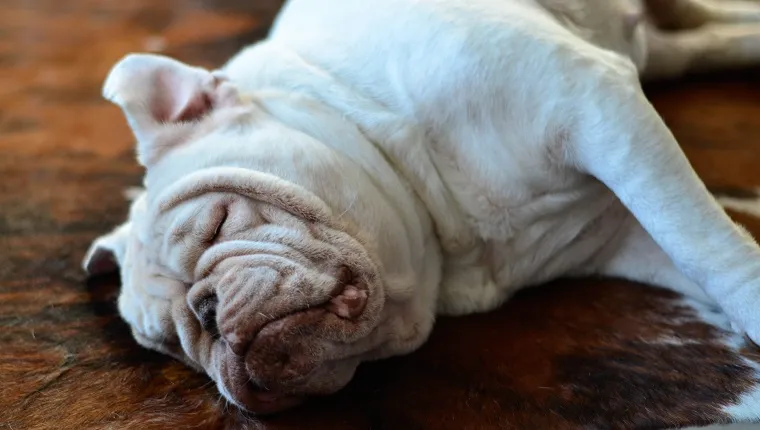 Famotidine (Pepcid) For Dogs: Uses, Dosage, And Side Effects - DogTime