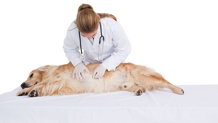Famotidine (Pepcid) For Dogs: Uses, Dosage, And Side Effects - DogTime