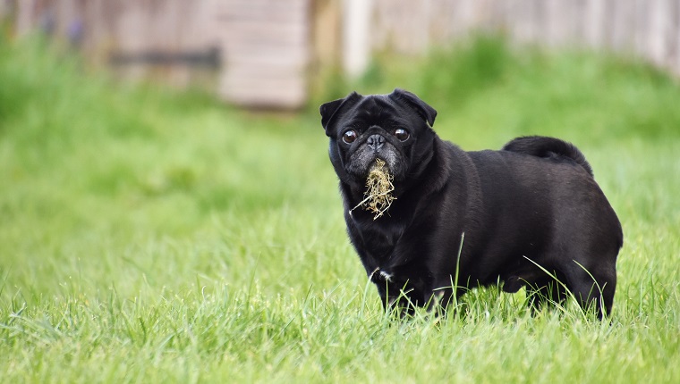 Gastroenteritis In Dogs: Symptoms, Causes, & Treatments - DogTime