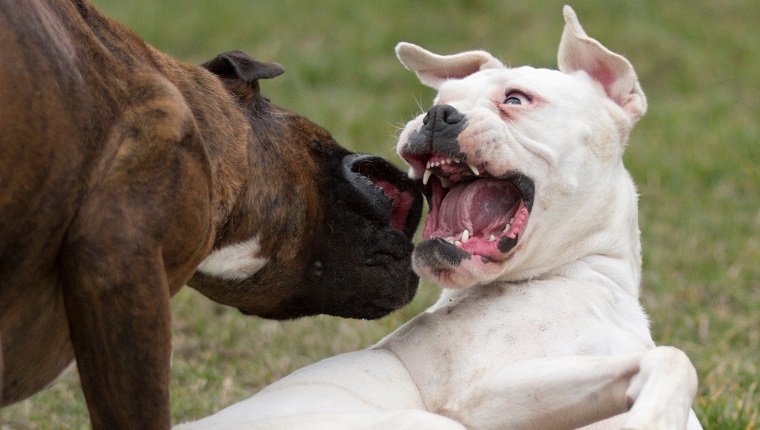 Hematomas In Dogs: Symptoms, Causes, And Treatments - DogTime