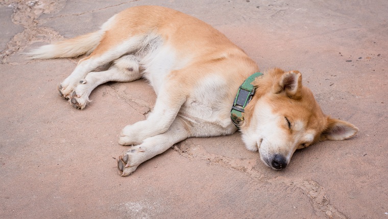 Hydroxyzine For Dogs: Uses, Dosage, And Side Effects - DogTime