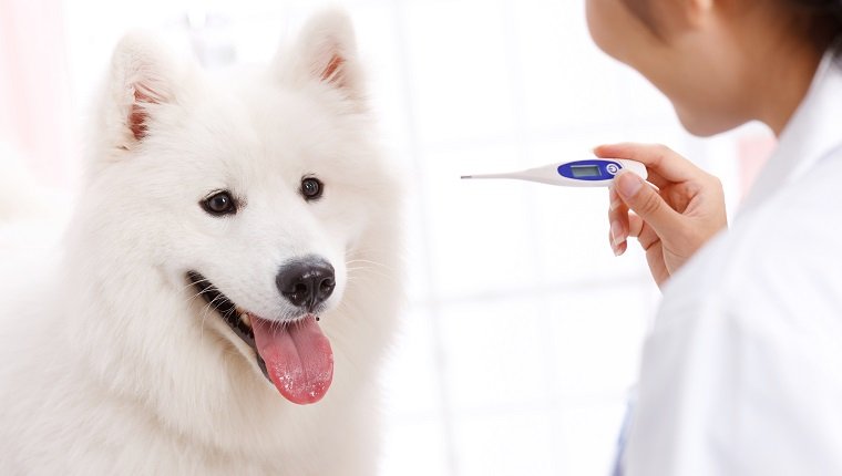 Normal Heart Rate, Body Temperature, & Respiration For Dogs - DogTime