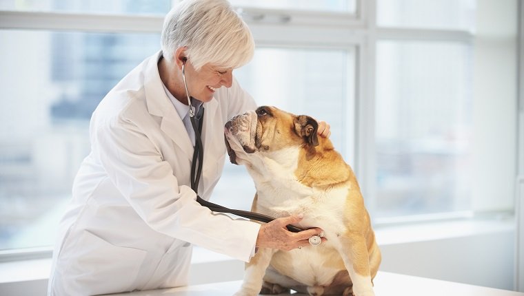 Normal Heart Rate, Body Temperature, & Respiration For Dogs - DogTime