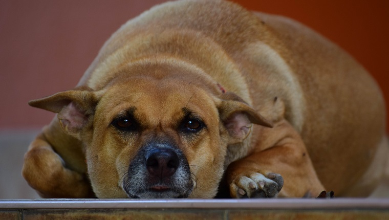 National Pet Obesity Awareness Day: Is Pet Obesity Really Just A Form ...