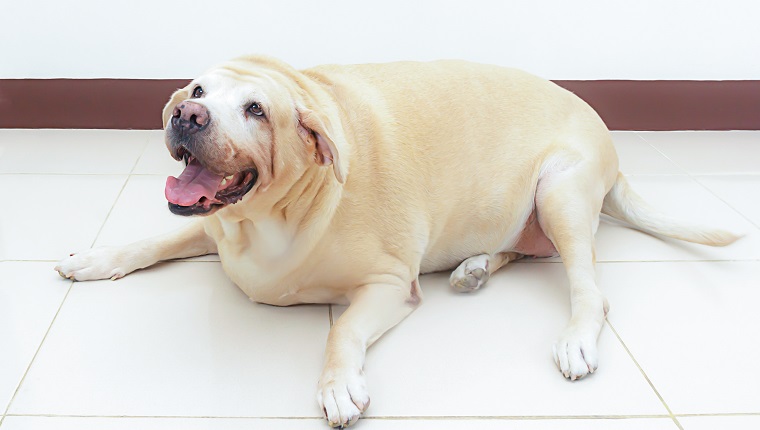 National Pet Obesity Awareness Day: Is Pet Obesity Really Just A Form ...